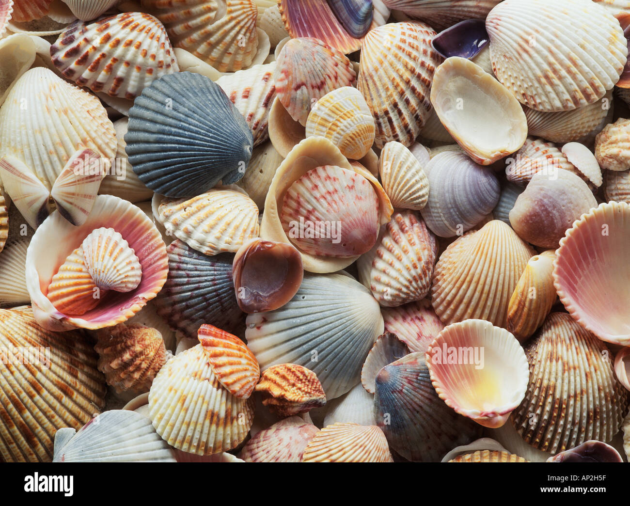 Sea shells laying on beach Stock Photo - Alamy
