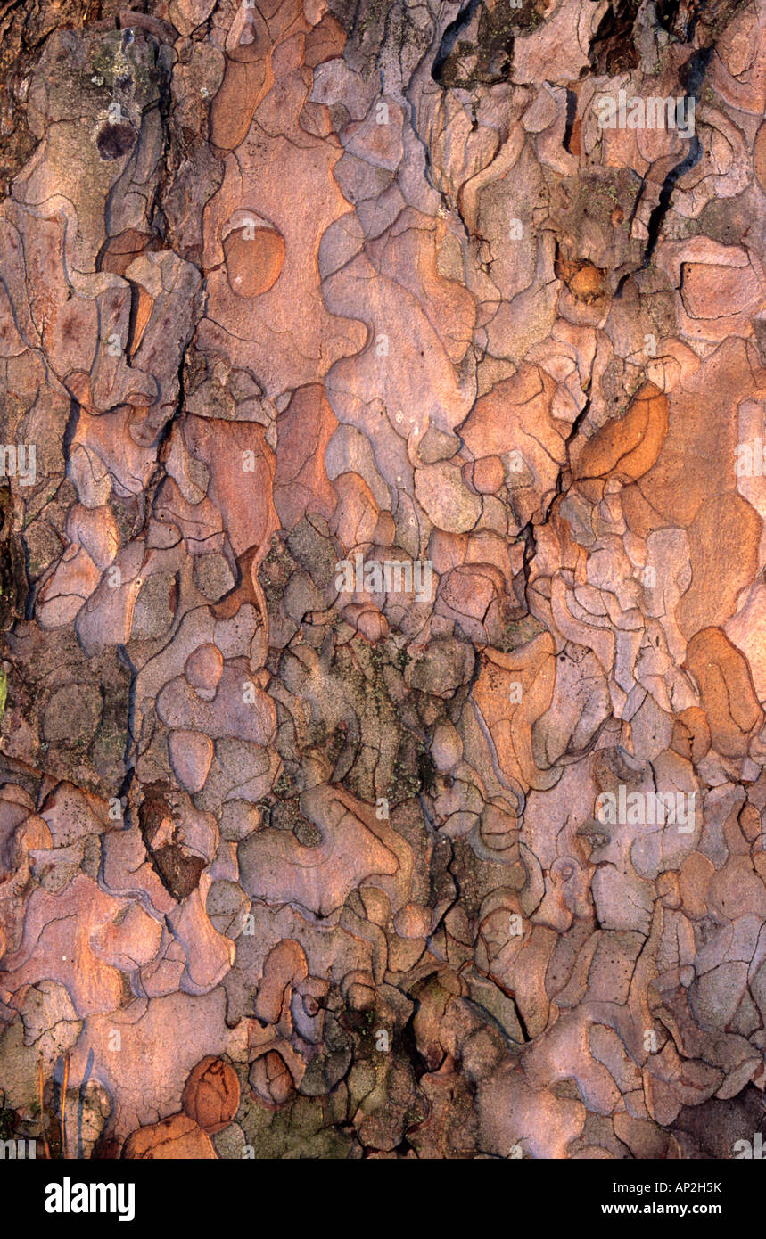 Pine bark, Jedlnia Letnisko, Poland Stock Photo - Alamy