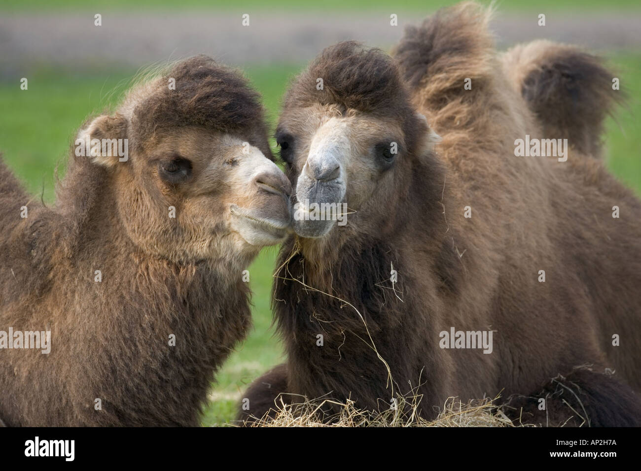 Bactarian Camel Pair Camelus bactrianus Stock Photo - Alamy