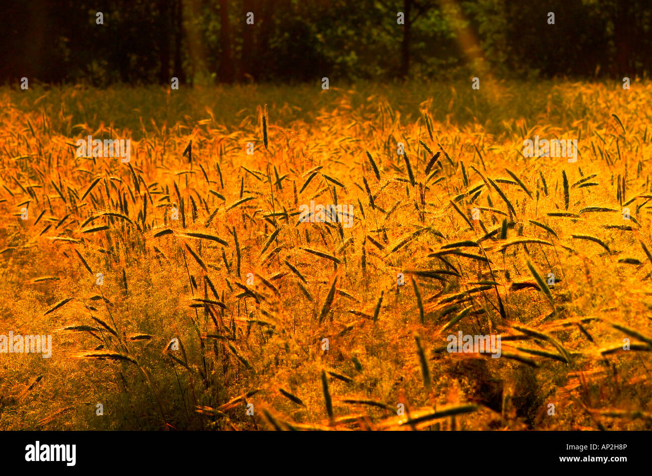 Poland.Corn field in the morning , red sun.Landscape , horizontal view ...