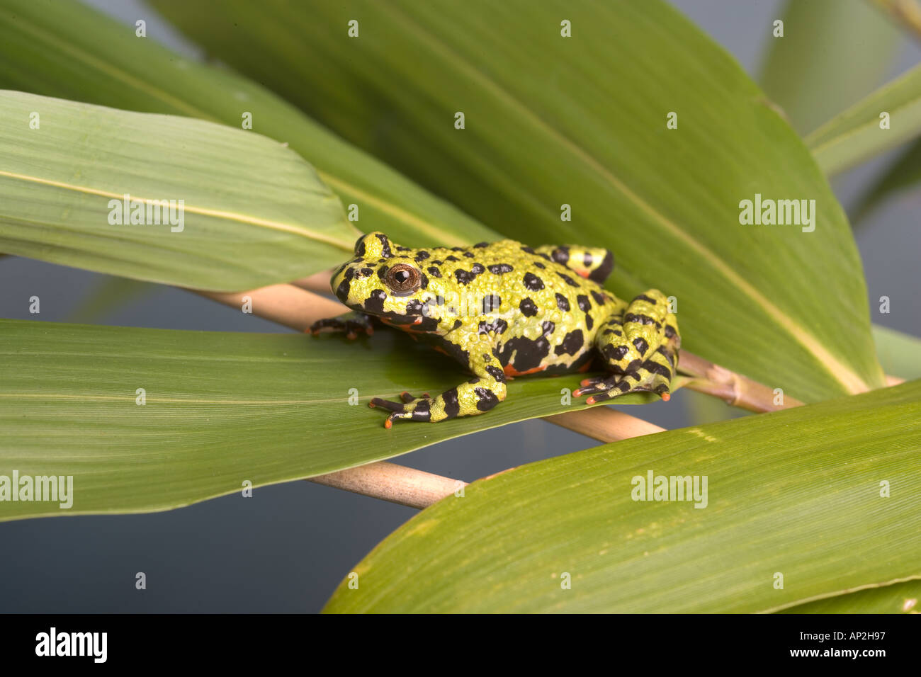 Red belly frog hi-res stock photography and images - Alamy