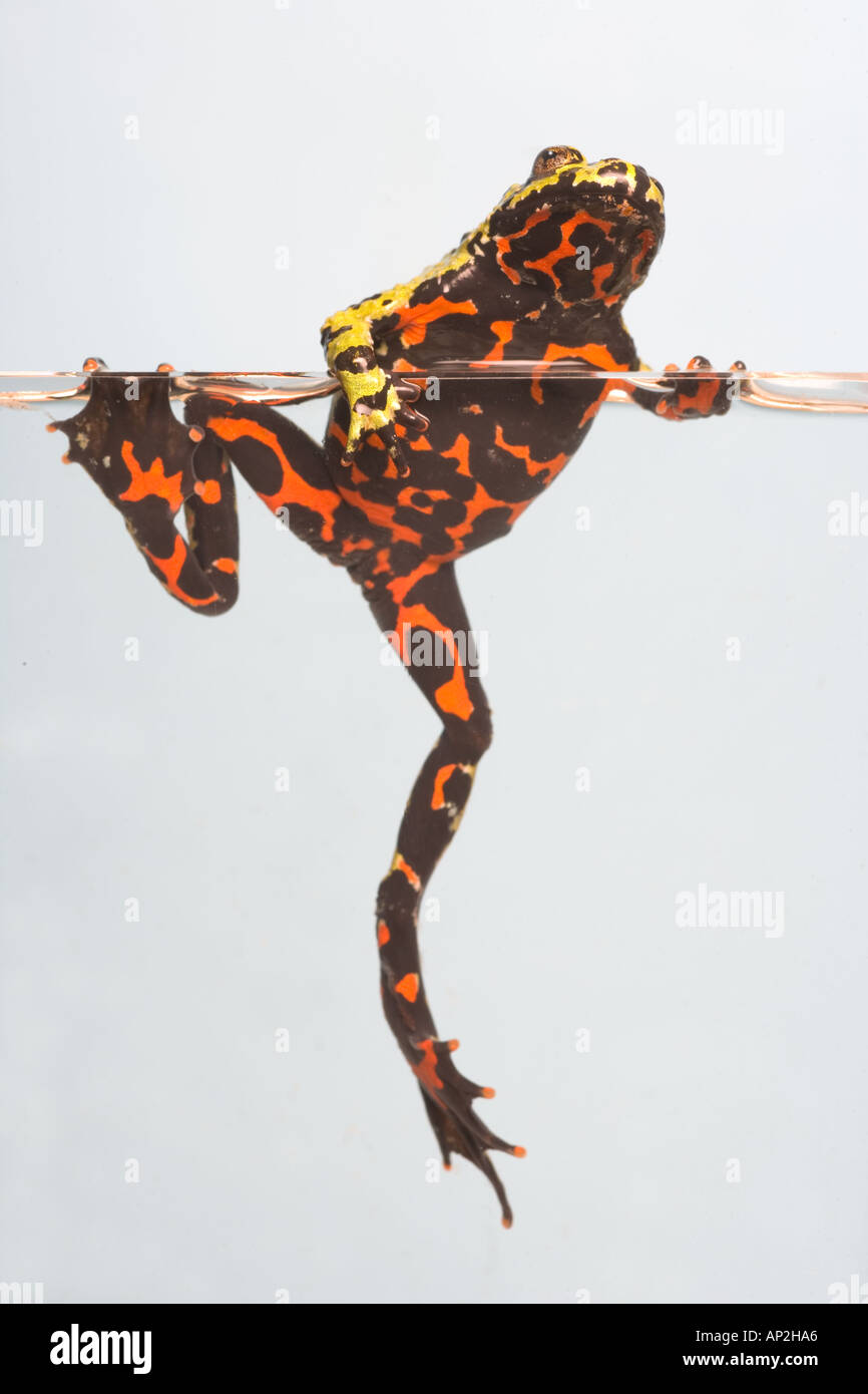 Fire Belly Toad Bombina orientalis Stock Photo - Alamy