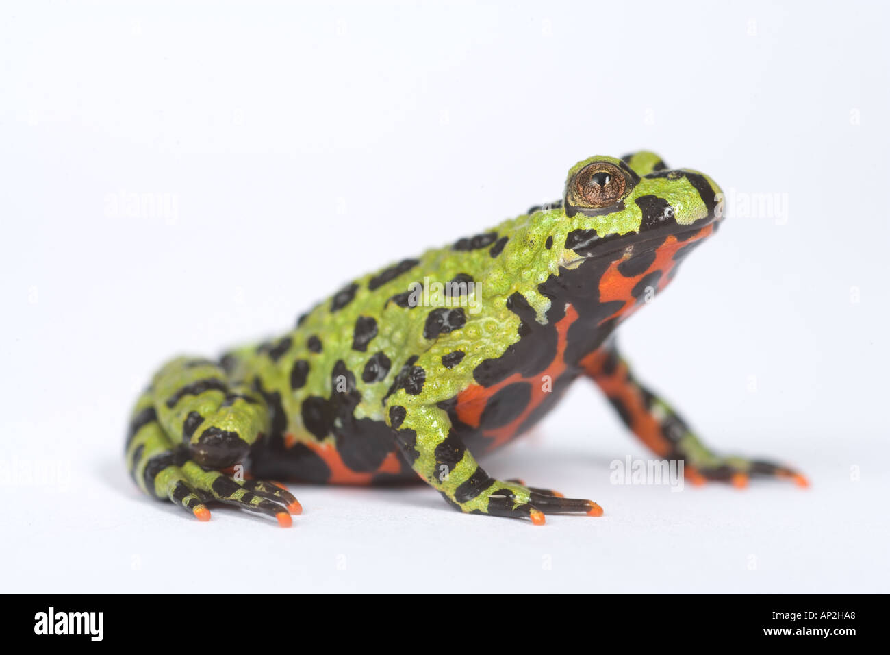 Fire Belly Toad Bombina orientalis Stock Photo - Alamy