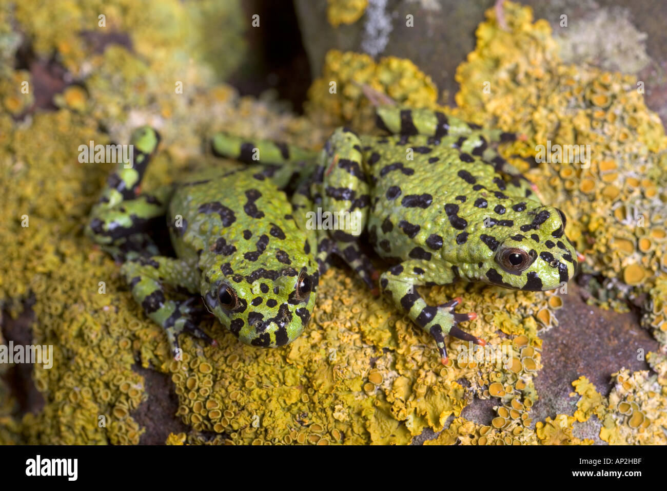 Fire Belly Toads Bombina orientalis Stock Photo - Alamy