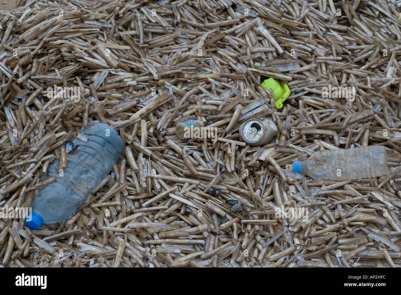 Ensis arcuatus hi-res stock photography and images - Alamy