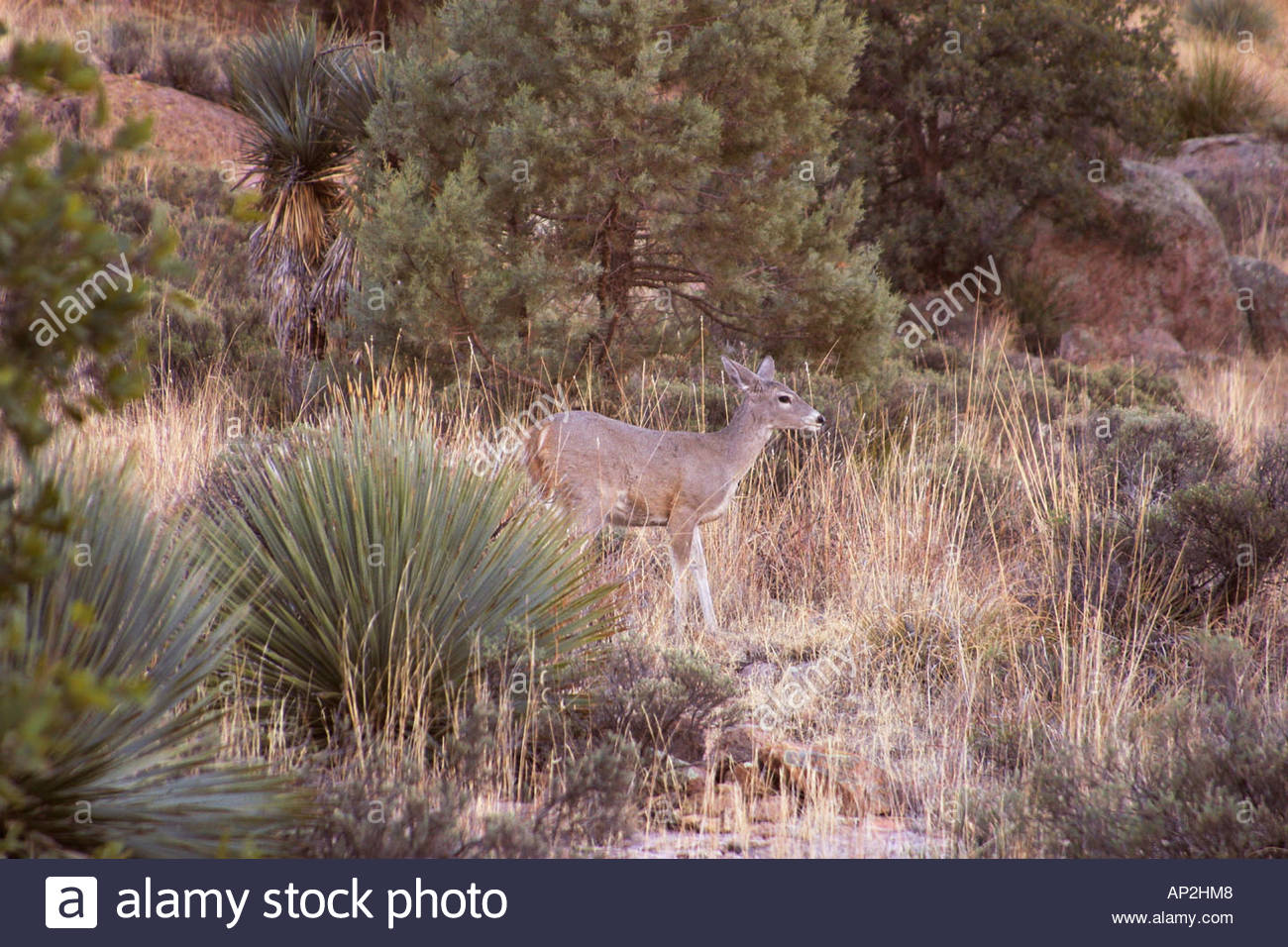 White Tail Deer Arizona Desert
