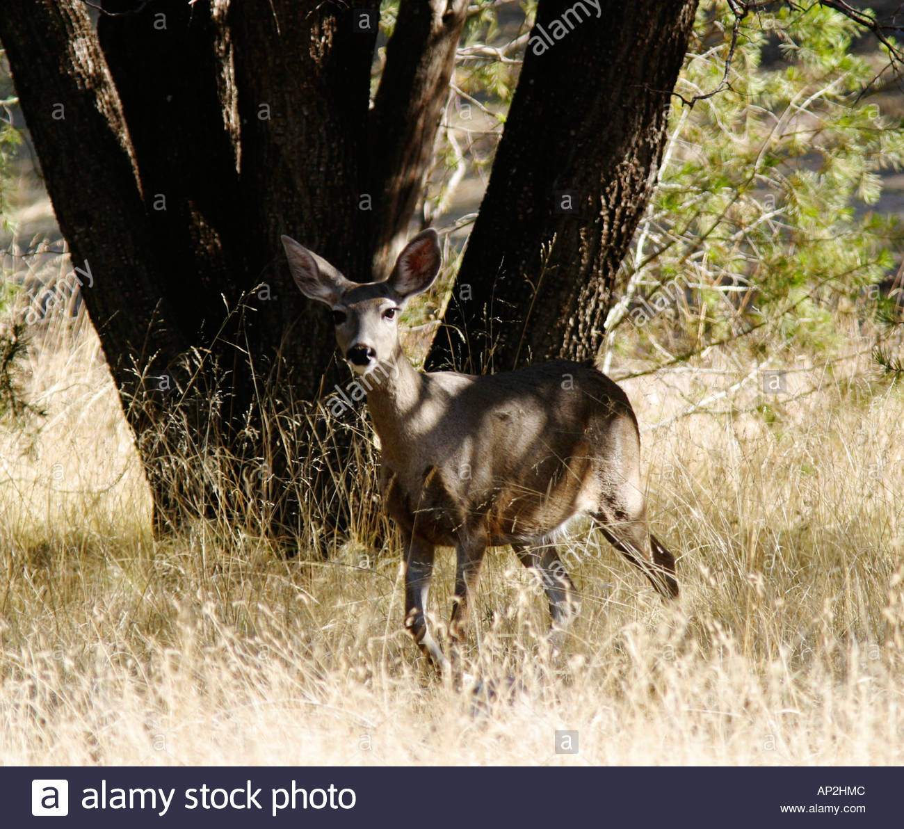 Whitetail Deer Arizona Stock Photos & Whitetail Deer Arizona Stock ...