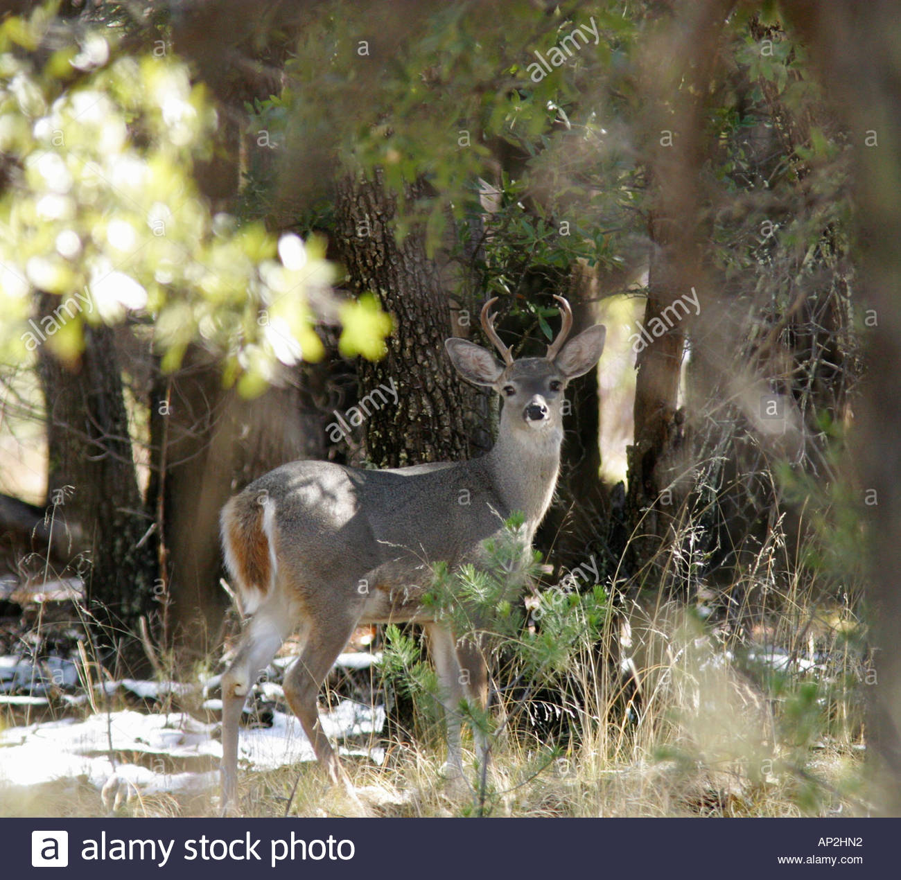 Whitetail Deer Arizona Stock Photos & Whitetail Deer Arizona Stock ...