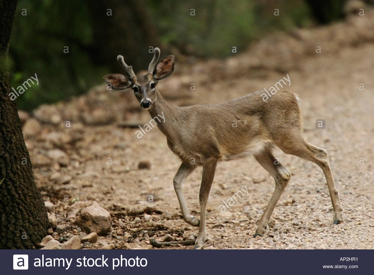 Coues Whitetail Deer High Resolution Stock Photography and Images - Alamy