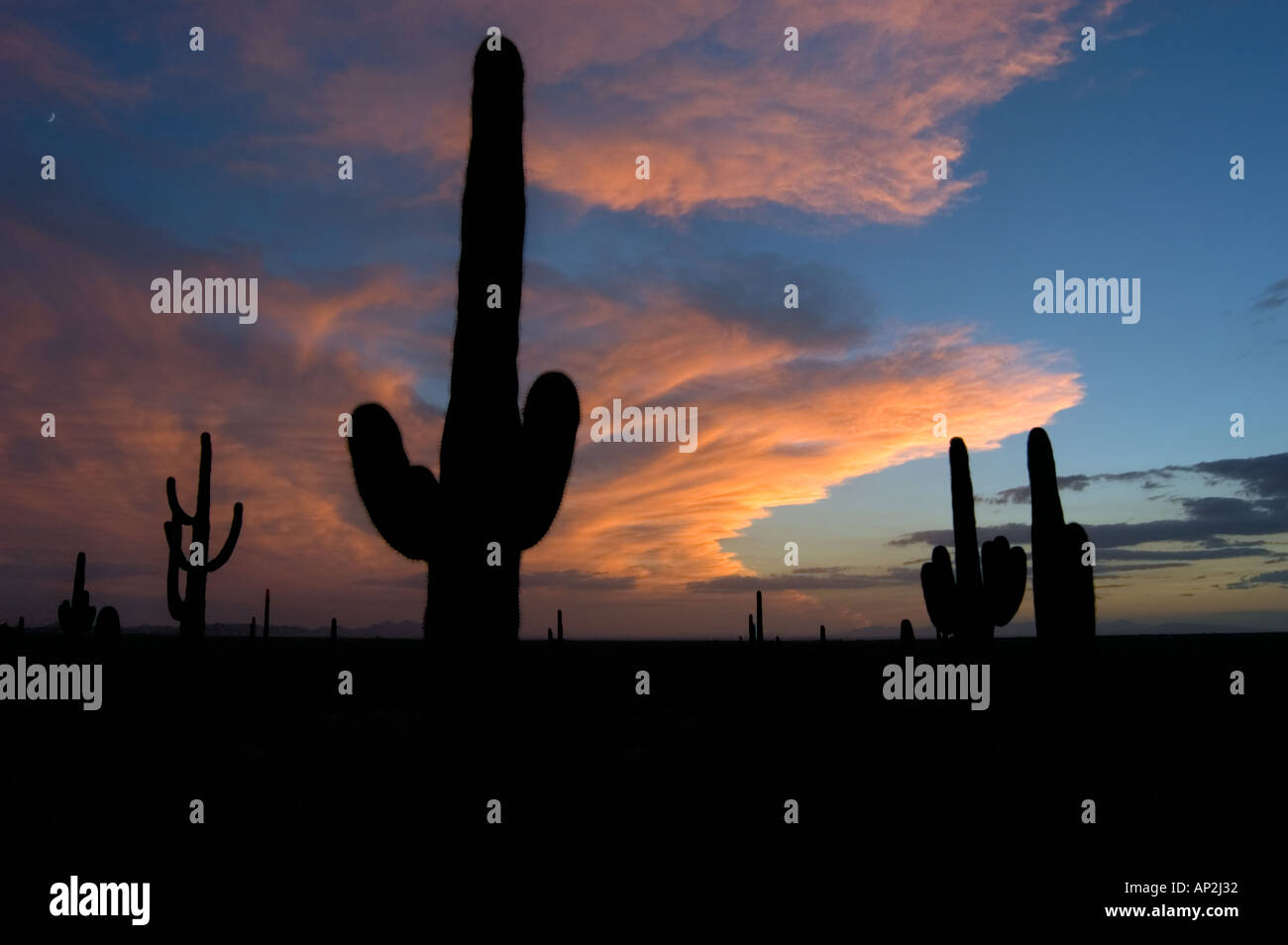 Monsoon Storm Builds over Sonoran Desert, Arizona, U.S.A Stock Photo ...