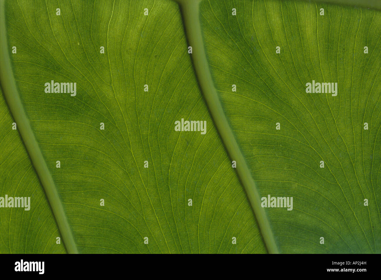 Close up of a green leaf, Nature, Mauritius, Afrika Stock Photo - Alamy