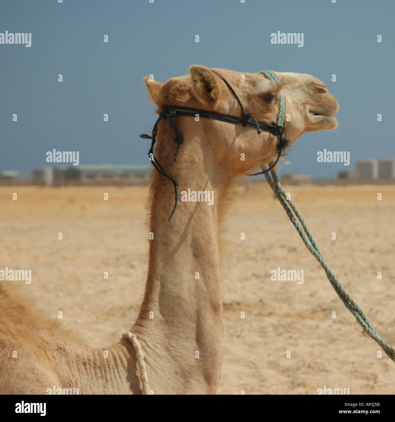 Portrait of a Bedouin's camel tethered on the beach at Nuweiba in Egypt ...