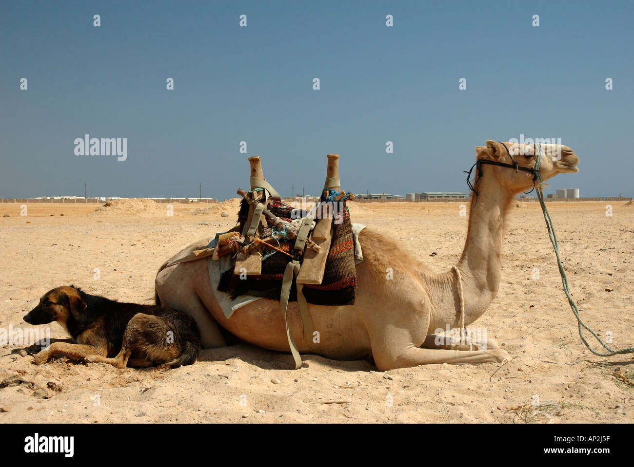 A camel and dog lie together in companionship on the beach at Nuweiba ...