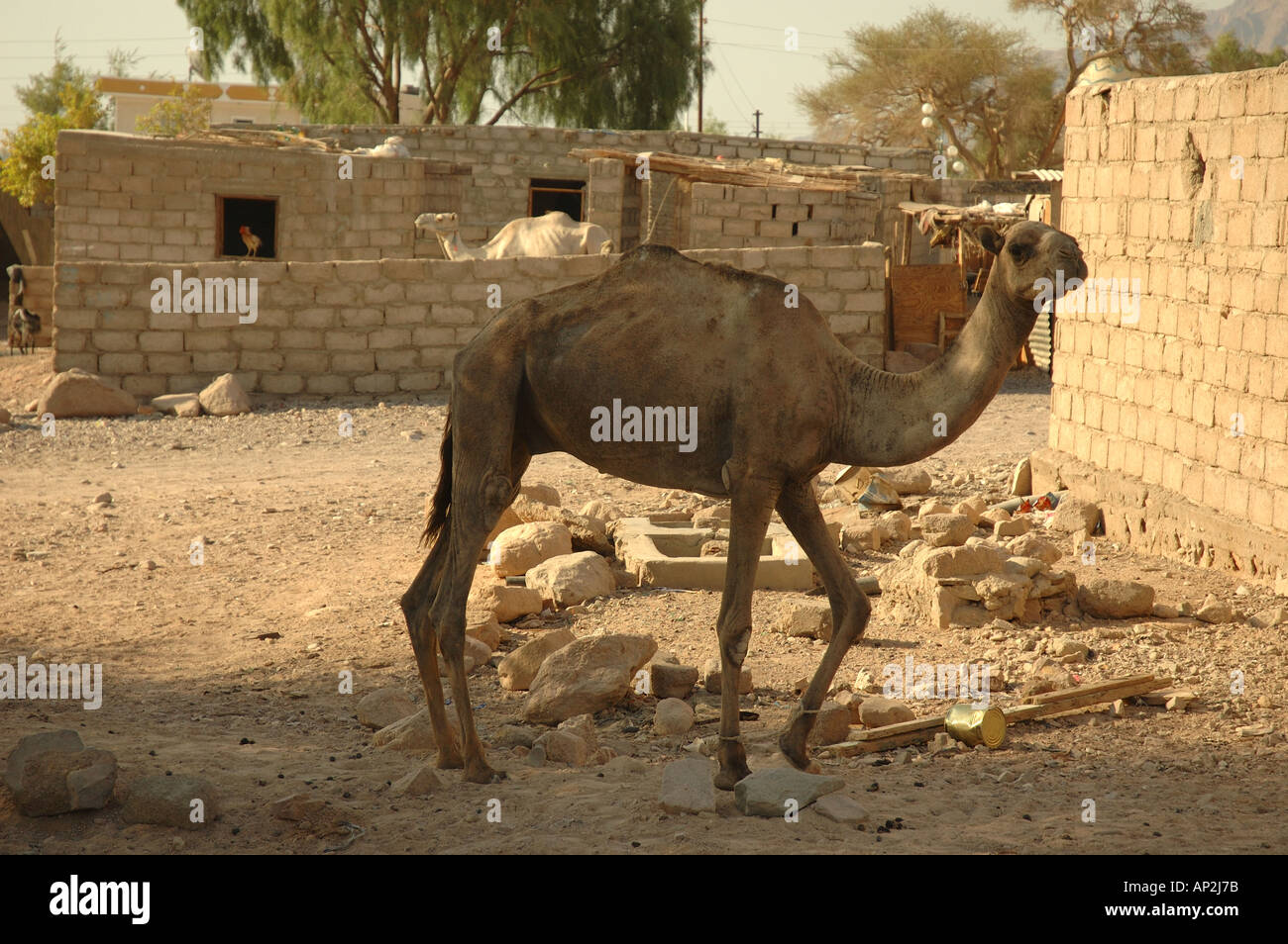 Hobbled hi-res stock photography and images - Alamy