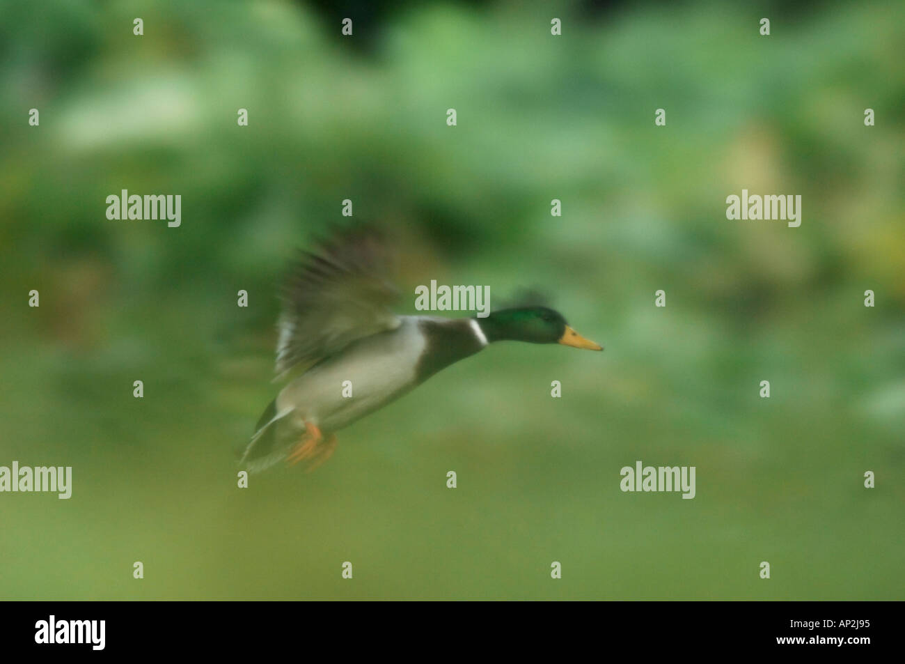 Male mallard duck flying Stock Photo - Alamy