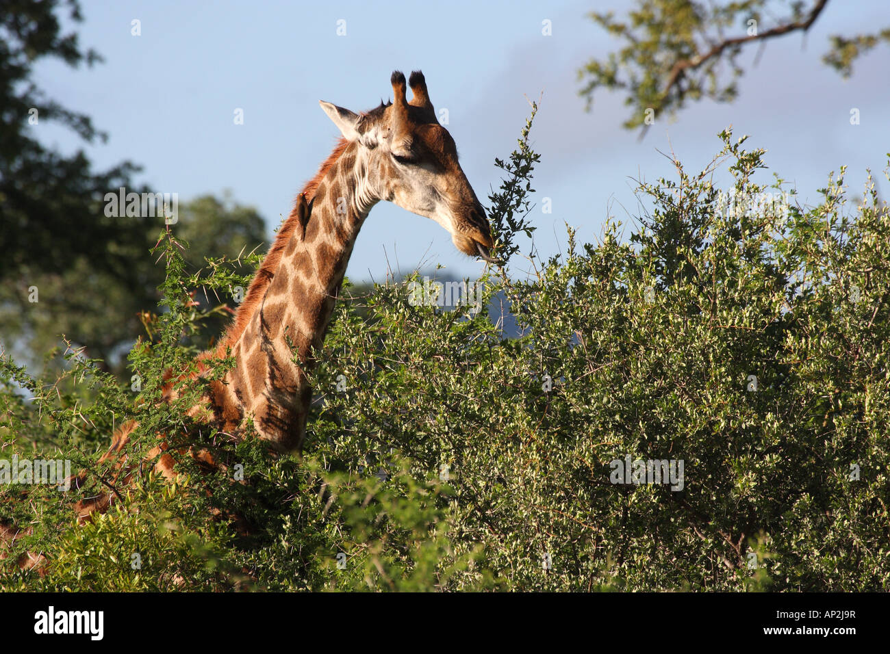 Giraffe, giraffa camelopardalis, single adult Stock Photo - Alamy