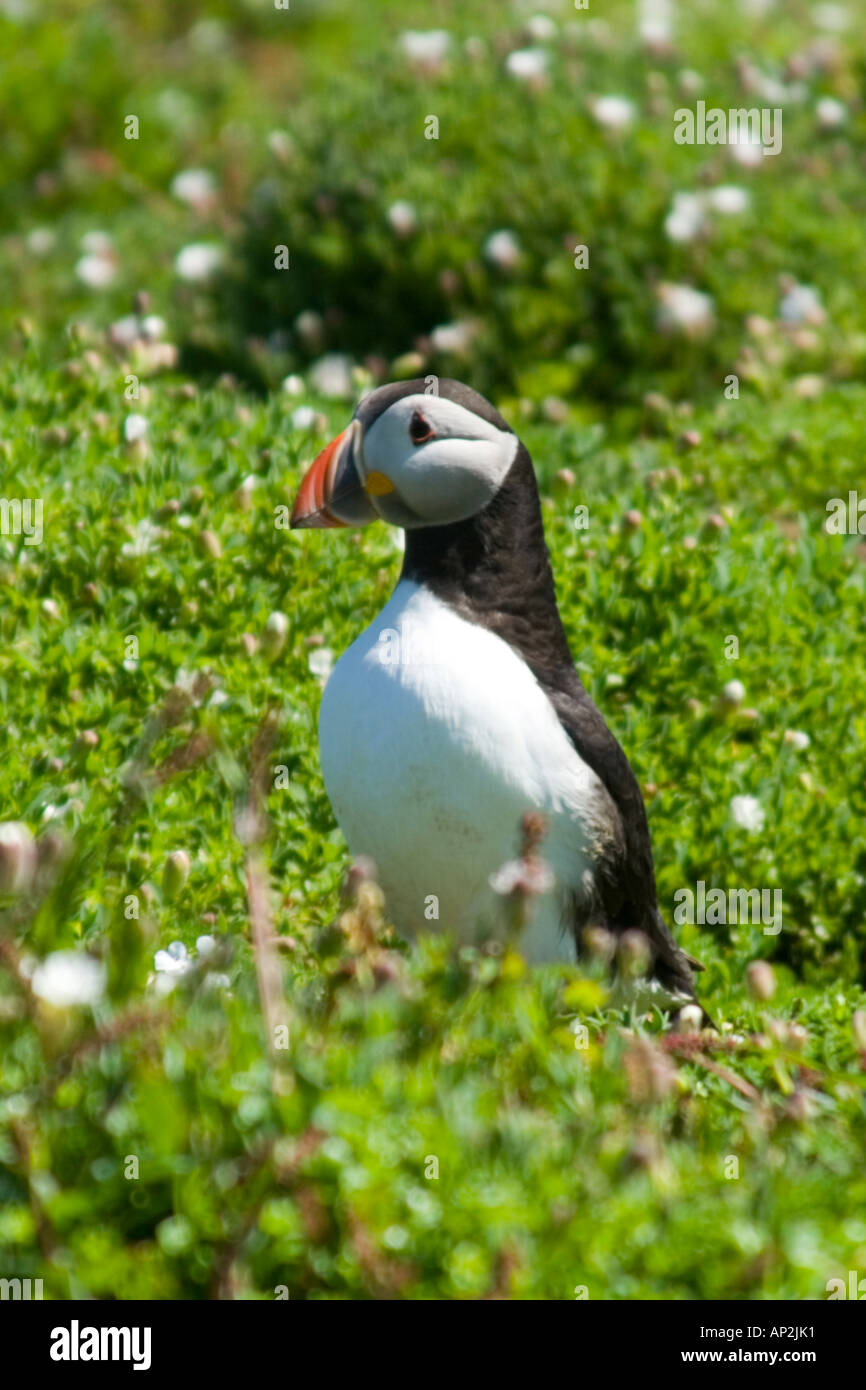 Sad puffin hi-res stock photography and images - Alamy