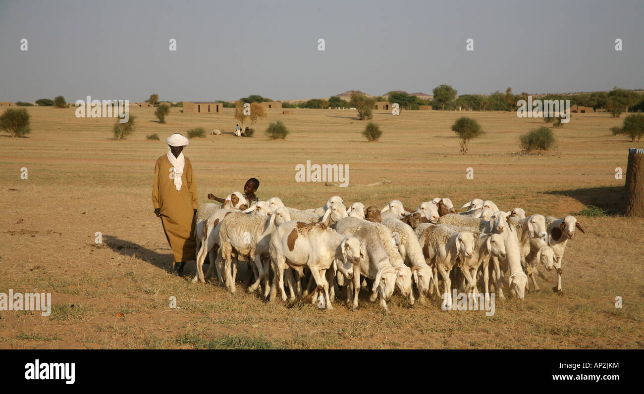 Goats and sheep in chad hi-res stock photography and images - Alamy