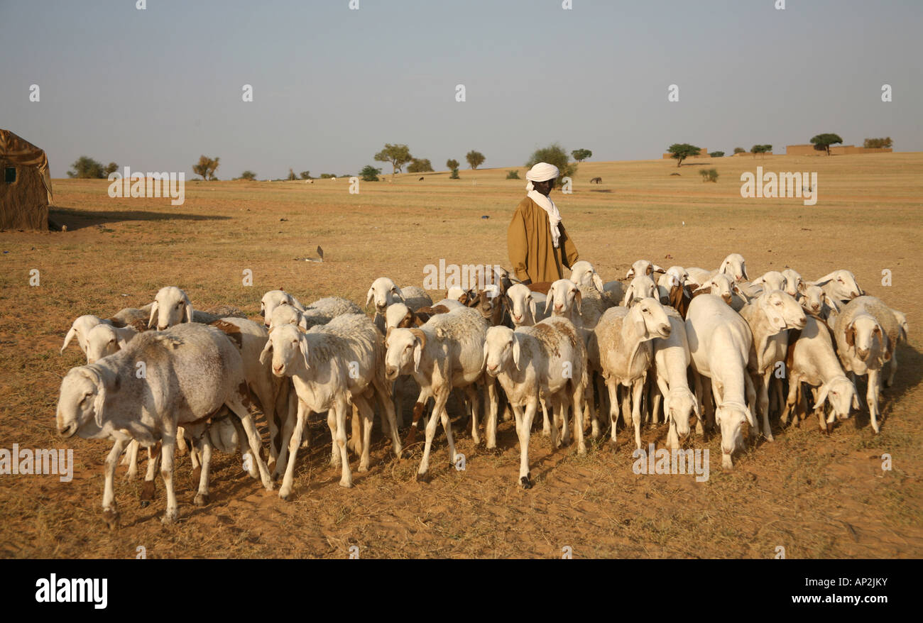 Sudanese refugees who fled to Chad and live in refugee camps own some ...