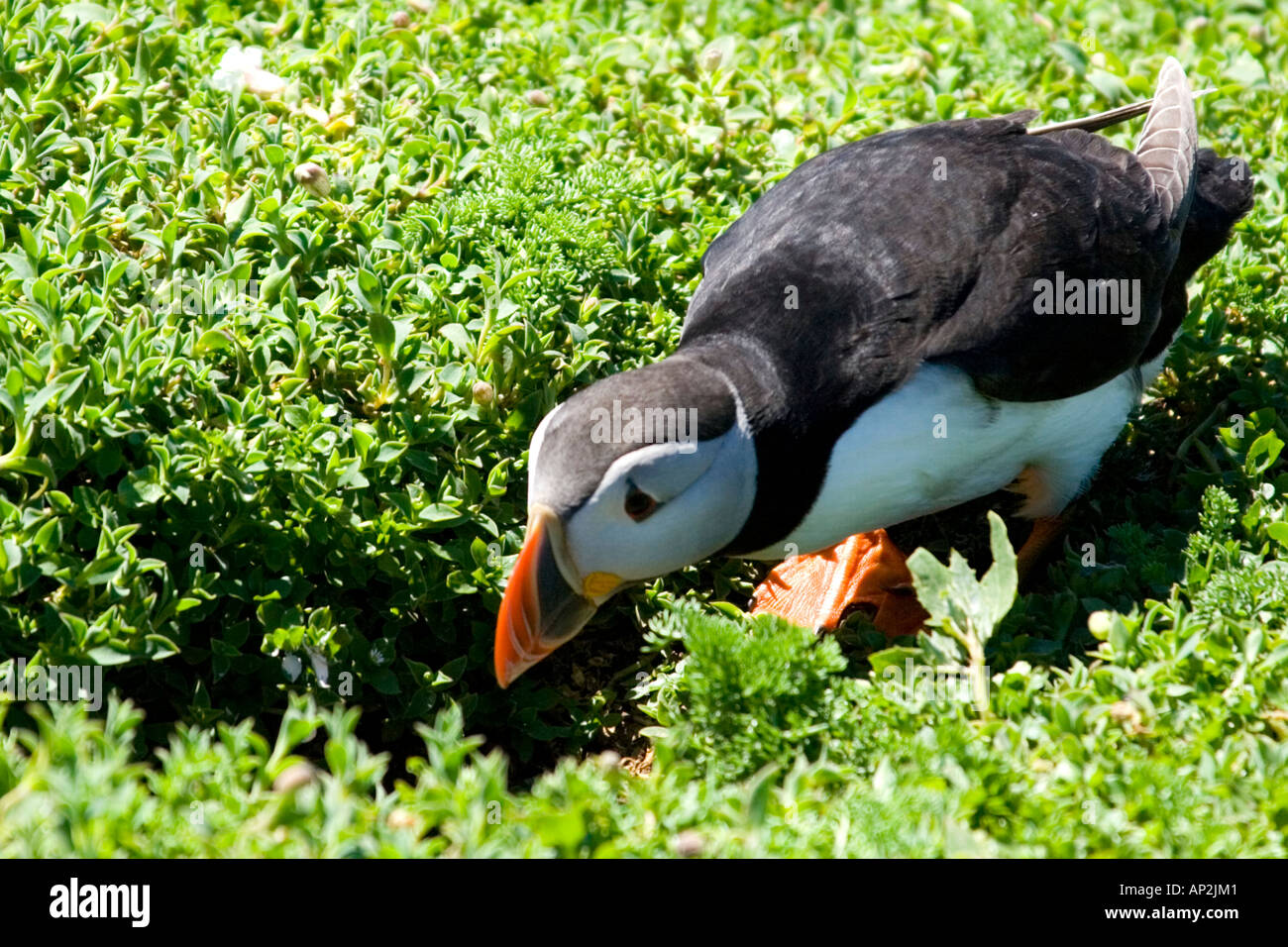 Sad puffin hi-res stock photography and images - Alamy