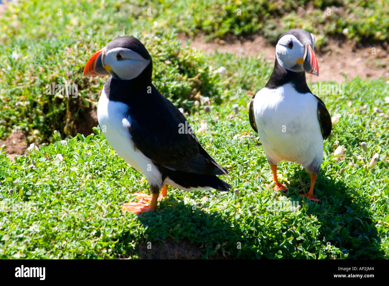 Puffins the grass Stock Photo - Alamy