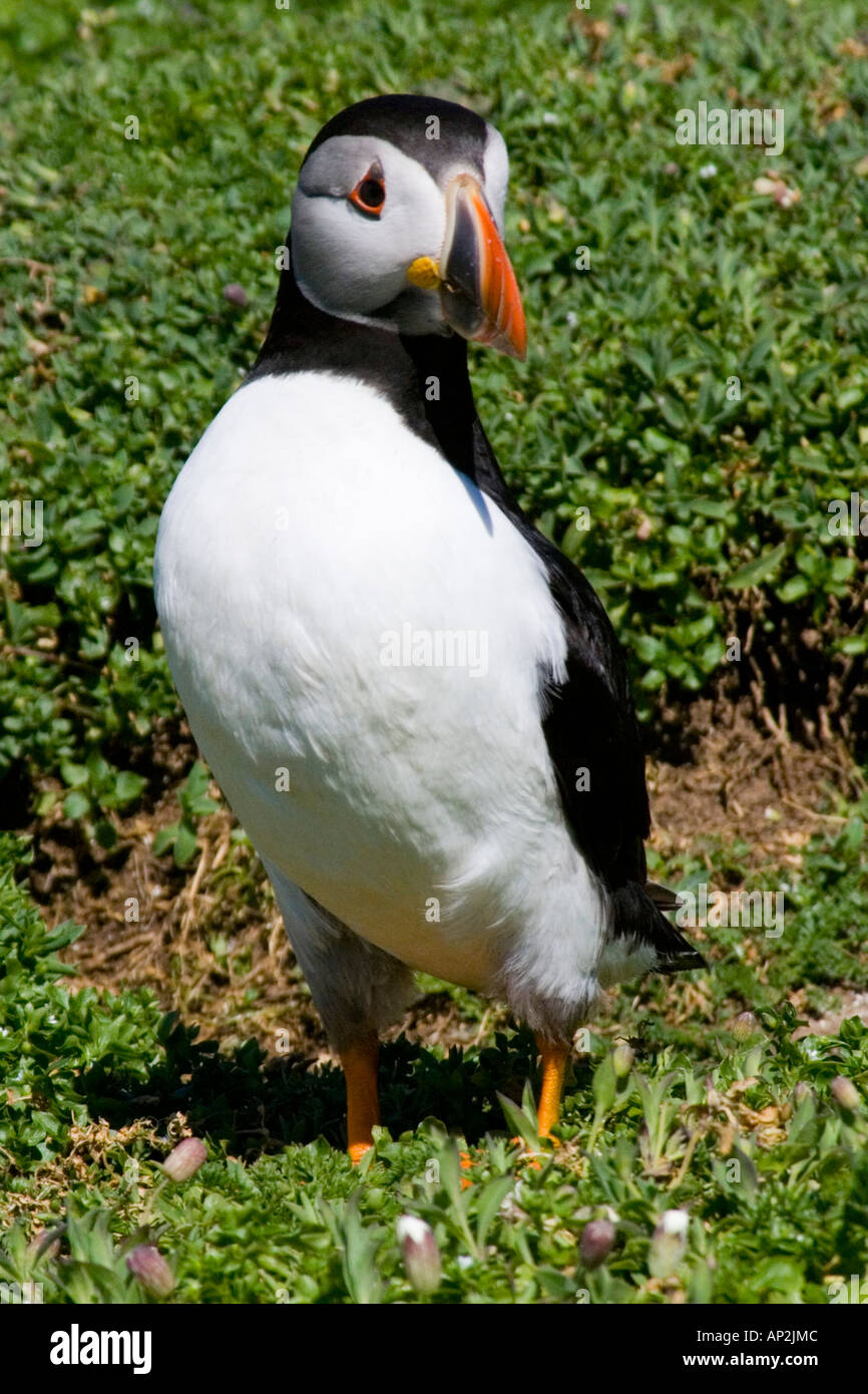 Sad puffin hi-res stock photography and images - Alamy