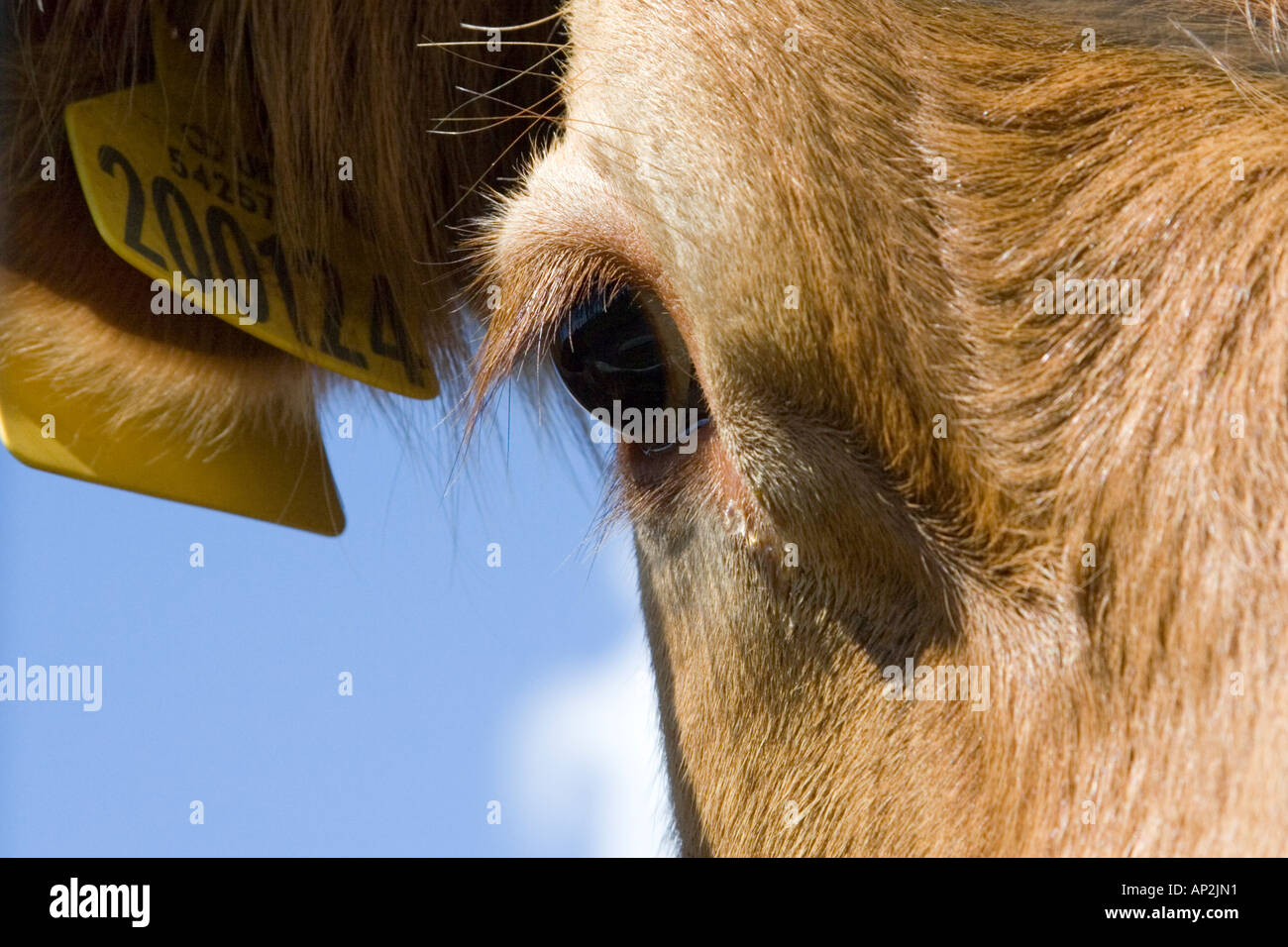 Close up of the eye and ear of a brown cow Stock Photo - Alamy