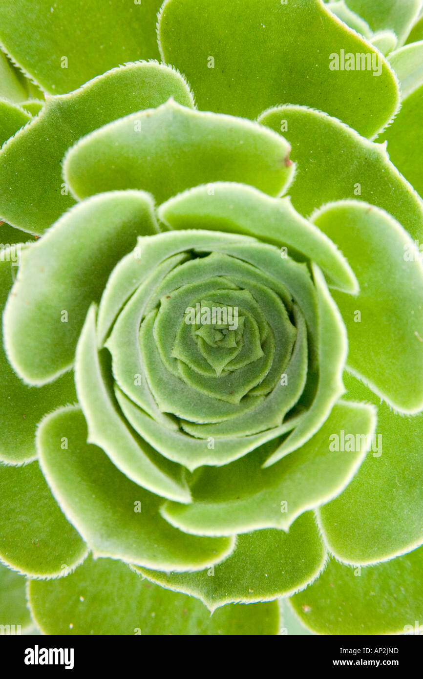 View from above a green cactus plant Stock Photo - Alamy