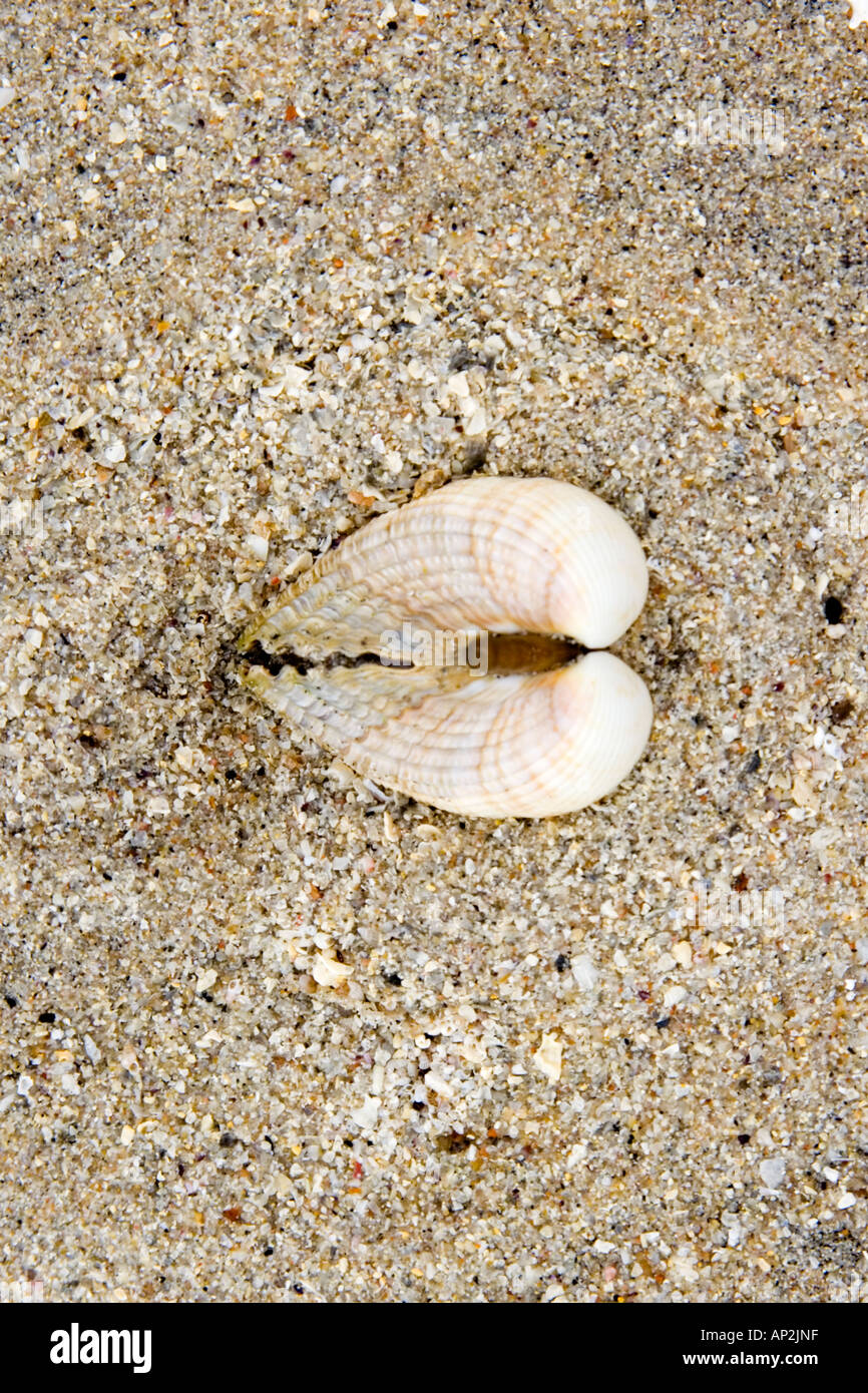 Sea shell in the shape of angel wings Stock Photo - Alamy