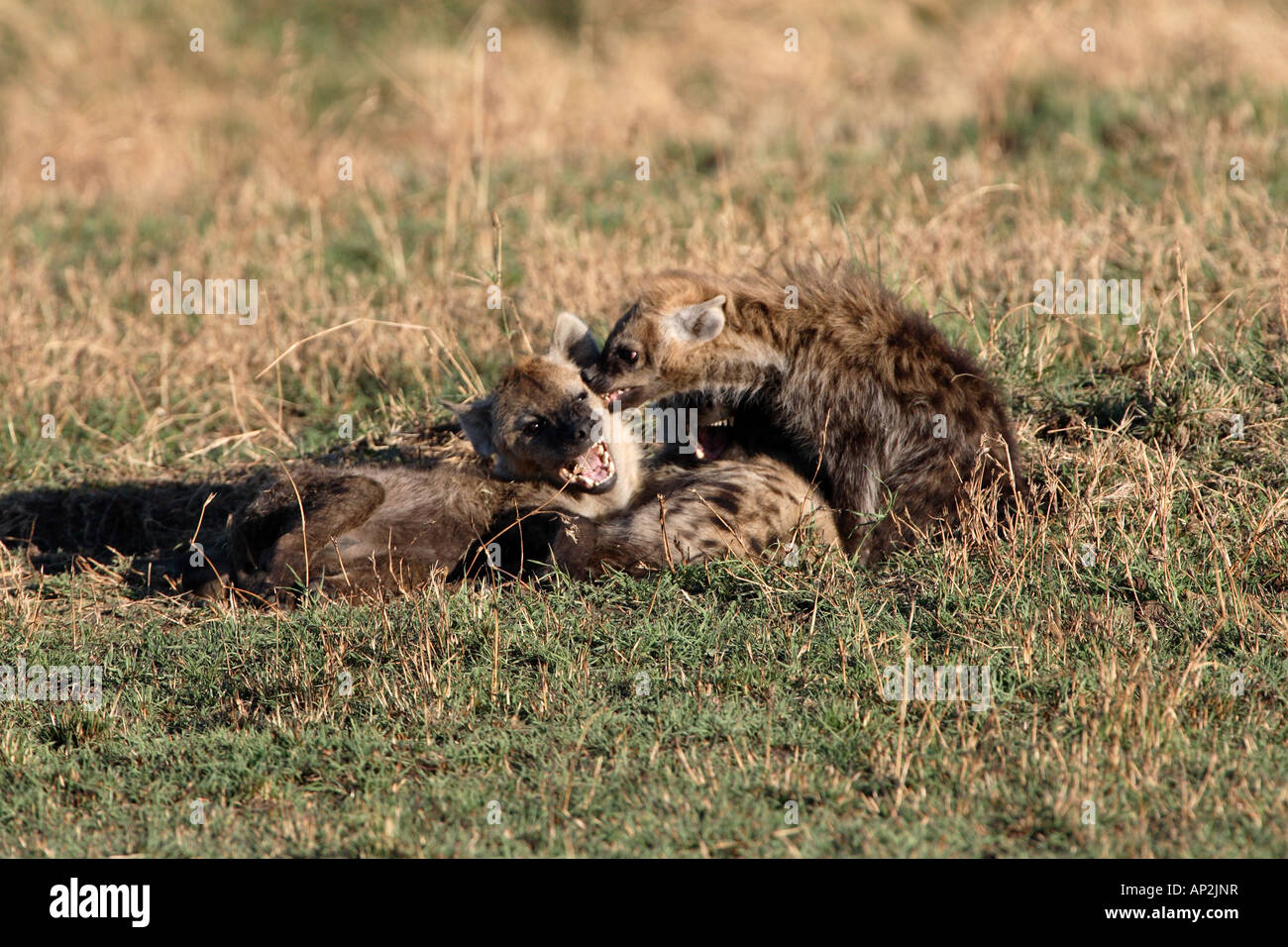 Play Fighting Hyena Cubs Stock Photo - Alamy