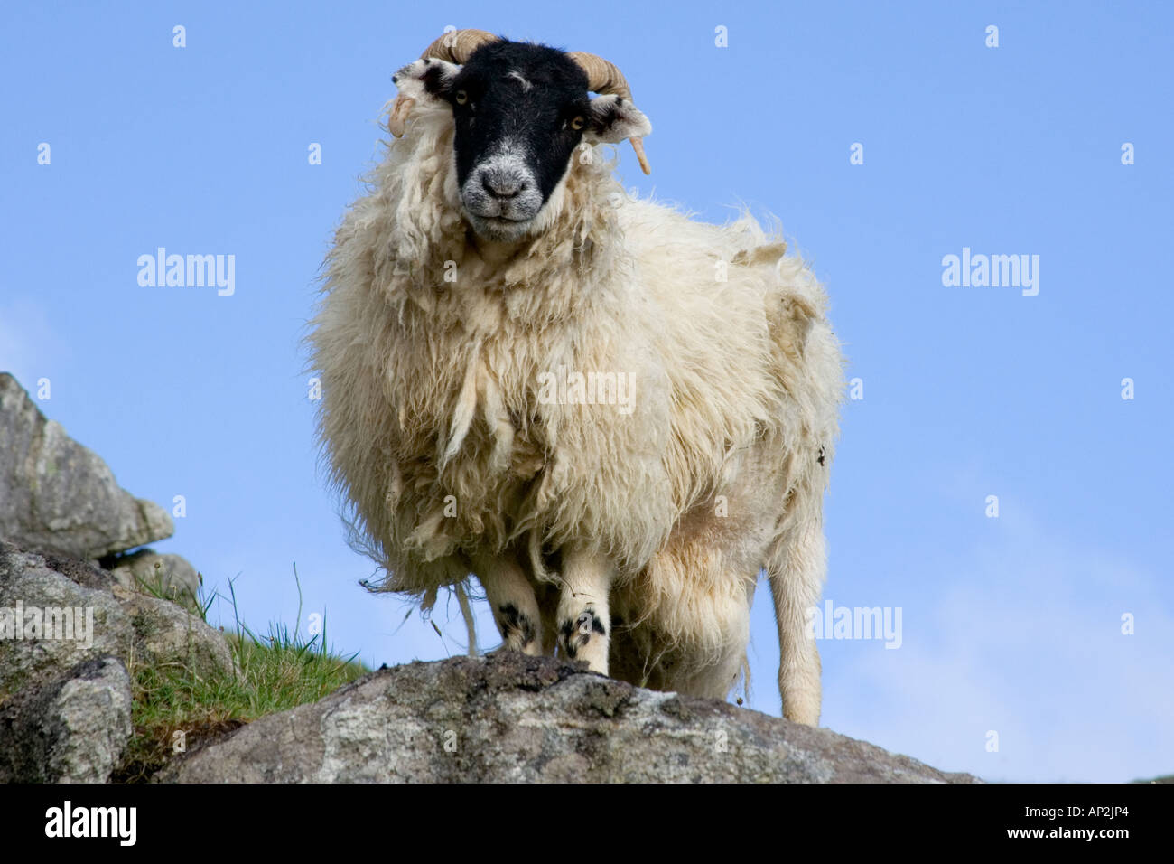 Sheep standing on a rock looking down at camera Stock Photo - Alamy