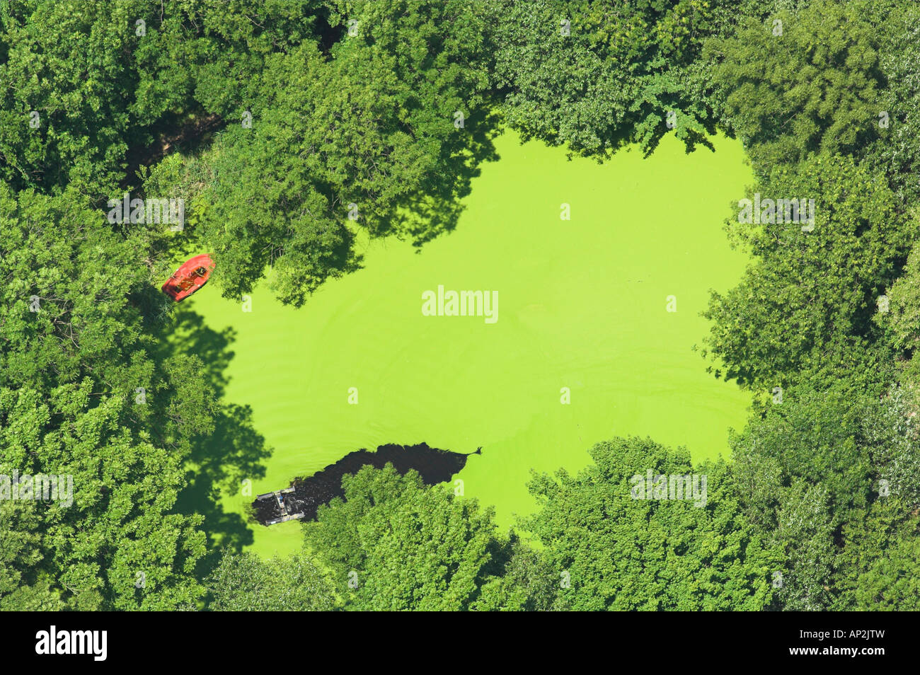 View of a green fish pond and trees from above, Birds view, Landscape ...