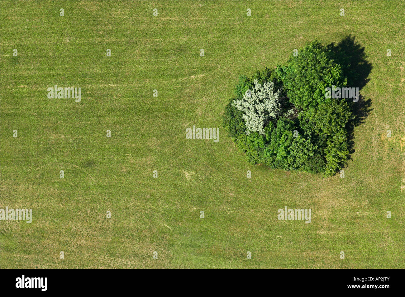 Green field with tree from above, Birds view, Landscape Stock Photo - Alamy