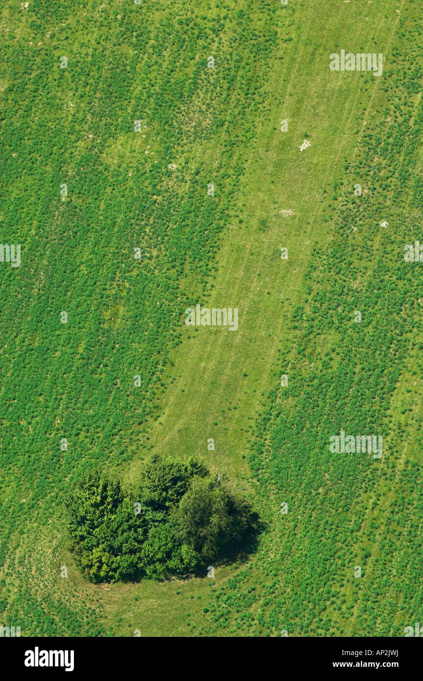 Green field with tree from above, Birds view, Landscape Stock Photo - Alamy