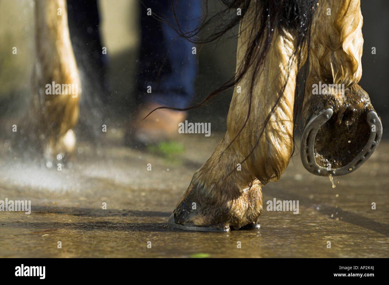 Horse being washed, horseshoe, Muehlviertel, Upper Austria, Austria ...