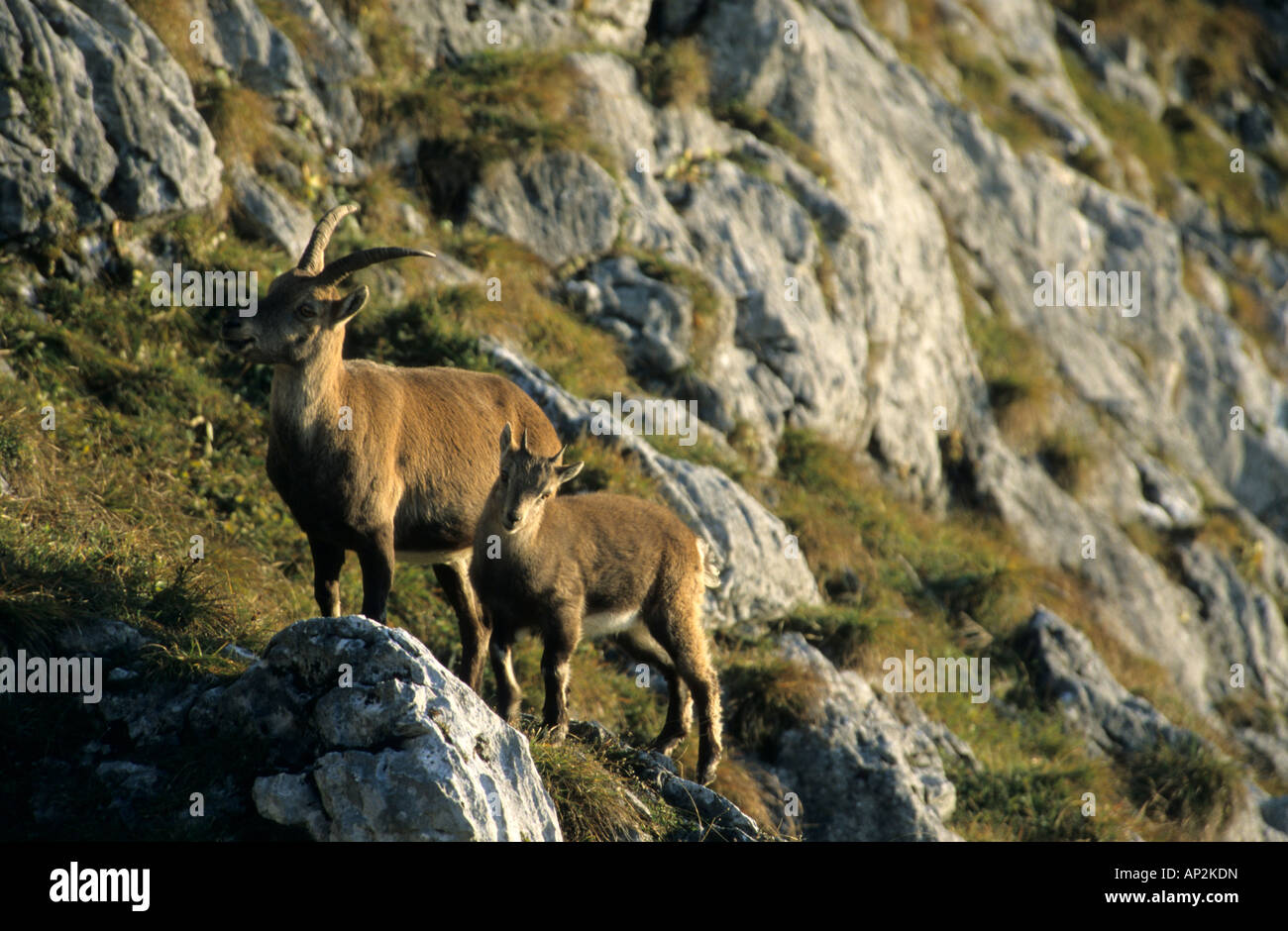 female Ibex with baby Ibex, Benediktenwand, Upper Bavaria, Bavaria ...