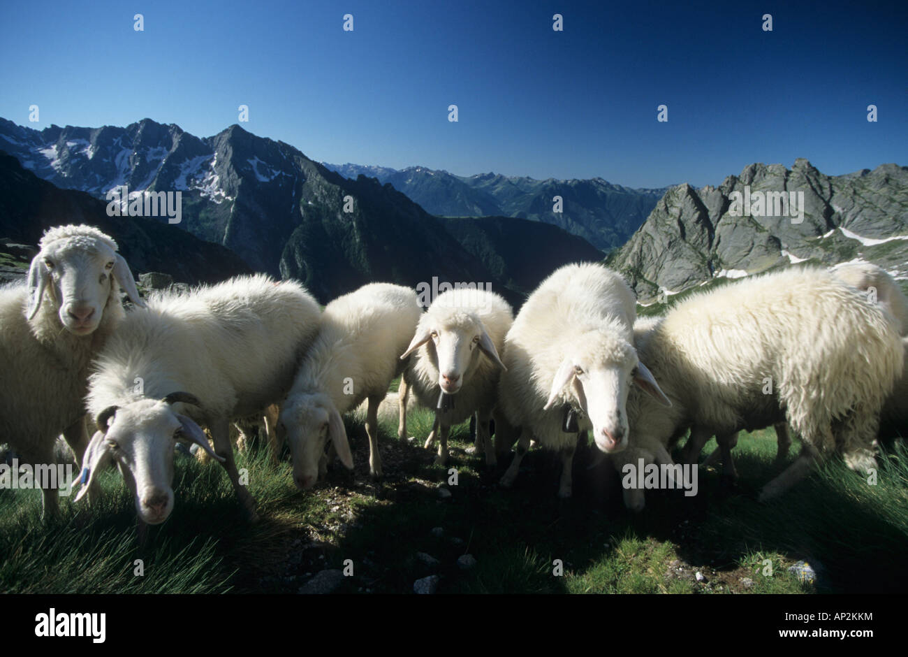herd of sheep in Val di Mello, Bergell, Italy Stock Photo - Alamy