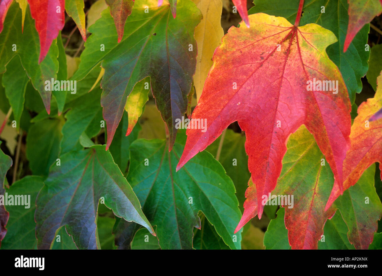 wild wine in autumn colours, Upper Bavaria, Bavaria, Germany Stock ...