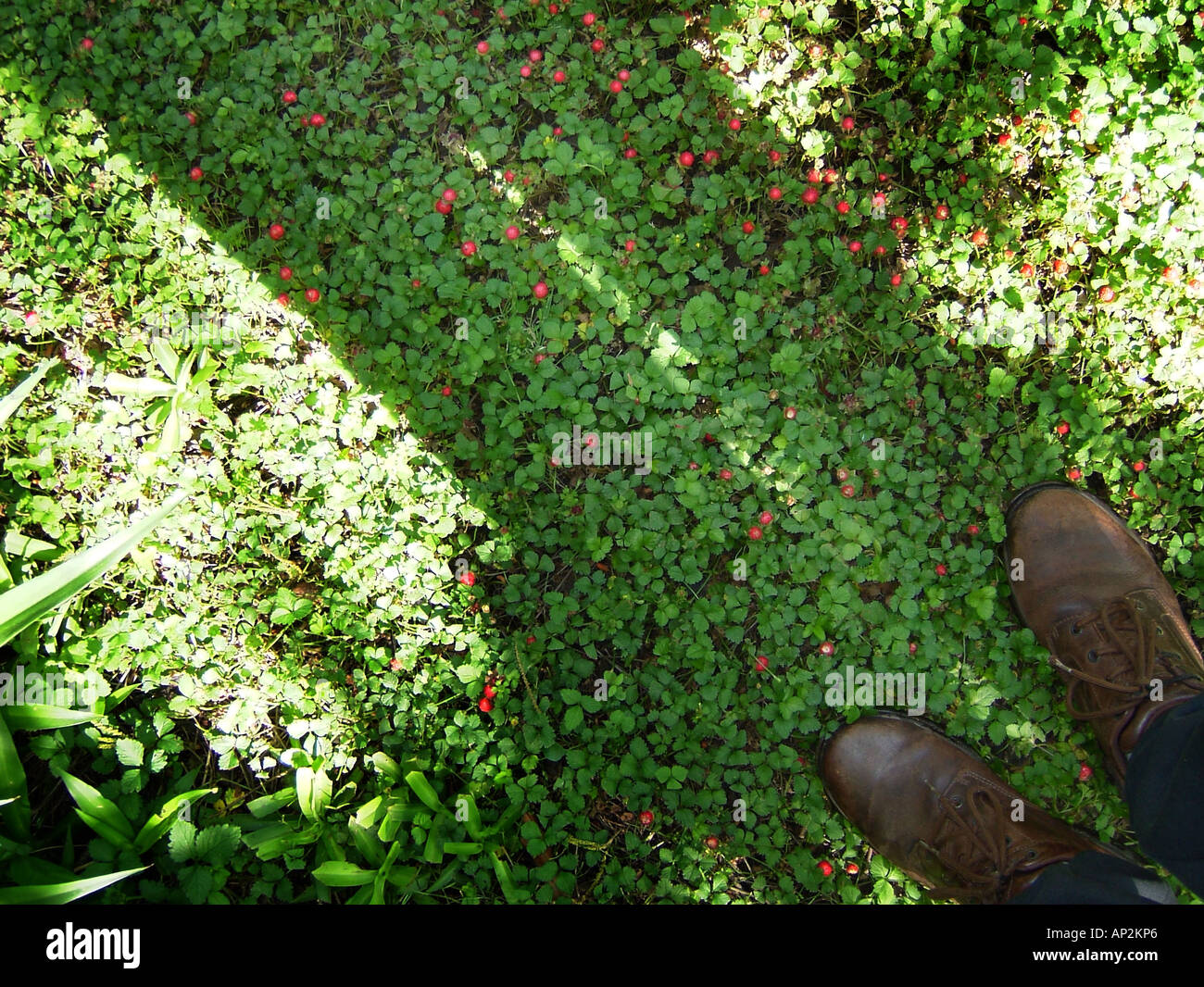 Strawberries plants hi-res stock photography and images - Alamy