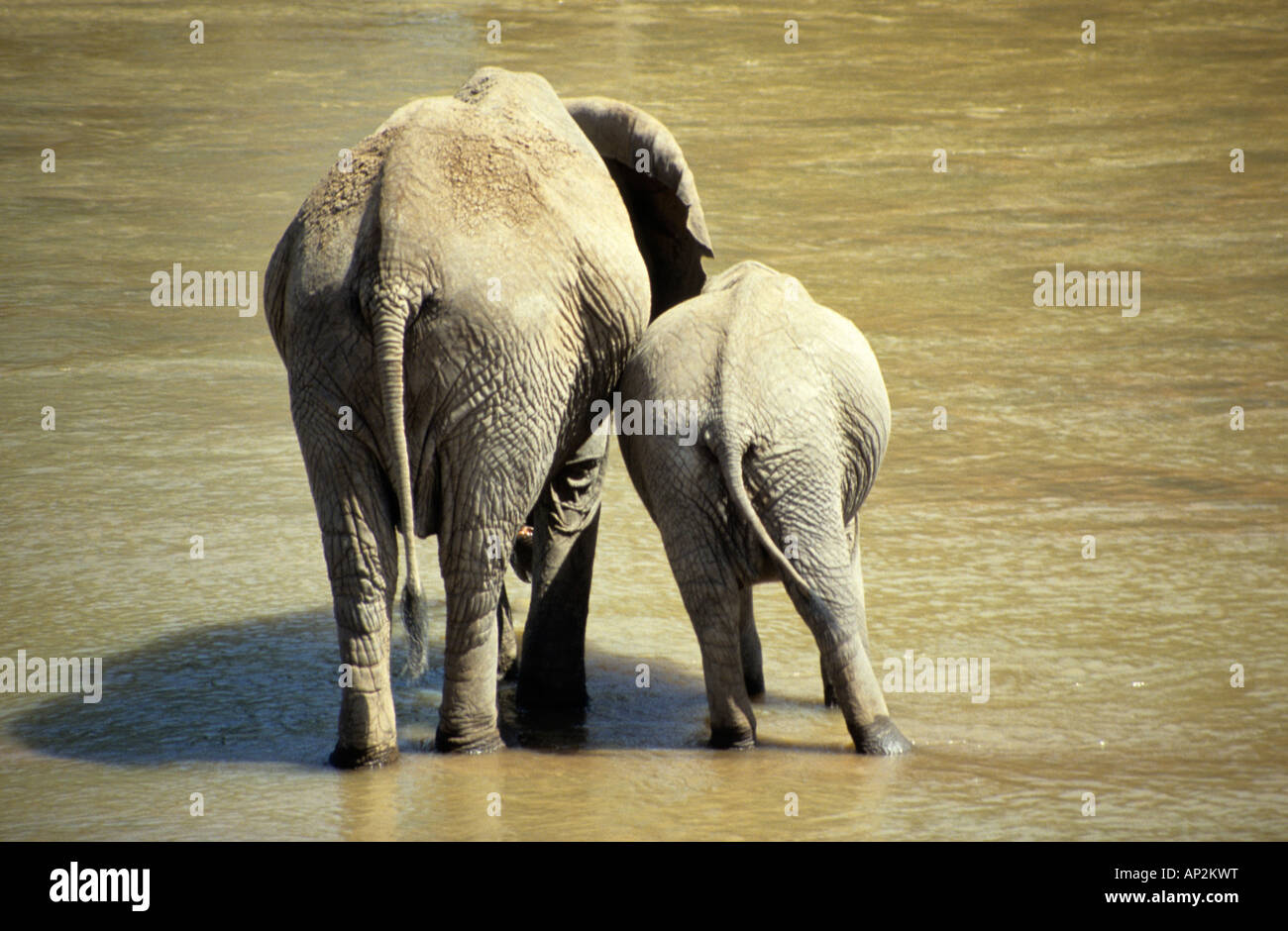 Baby elephant leaning against his mother, Kenya, Africa Stock Photo - Alamy