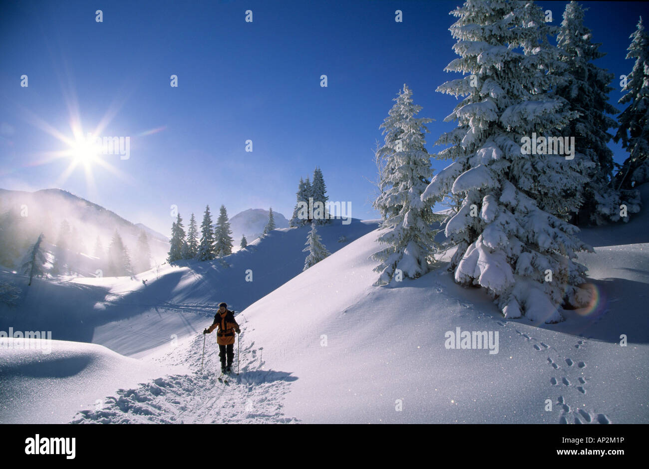 Deeply snow-covered scene with fir trees at Schildenstein with ...