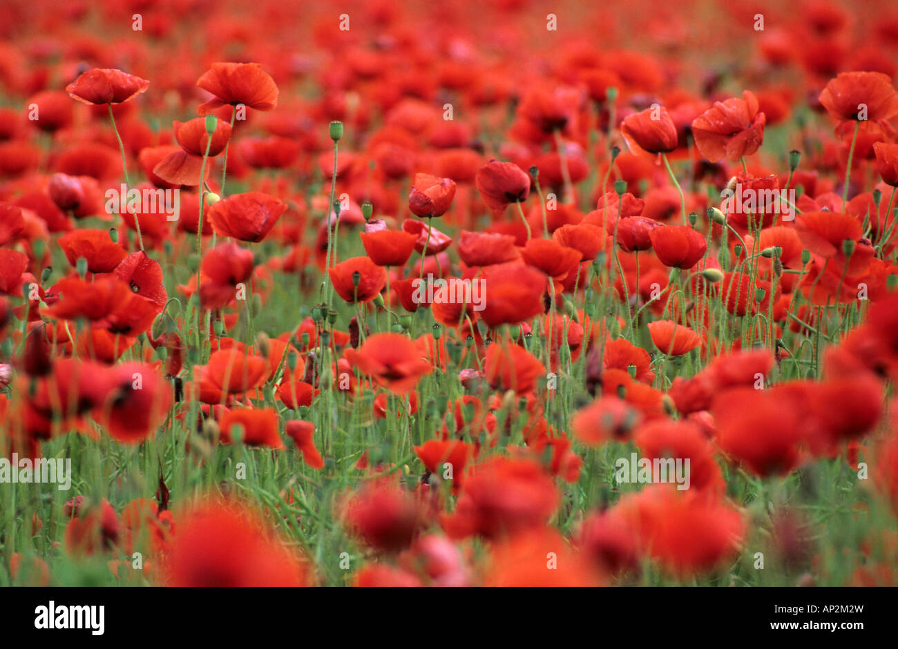 sea of poppies, Garching, Upper Bavaria, Bavaria, Germany Stock Photo ...