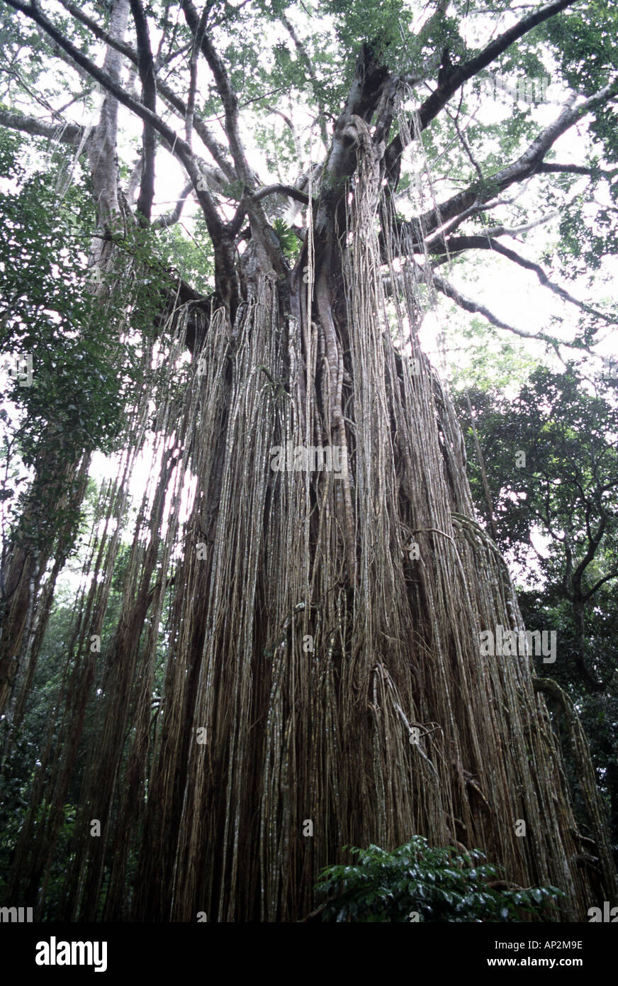 A strangler fig's aerial roots reach for the ground Stock Photo - Alamy