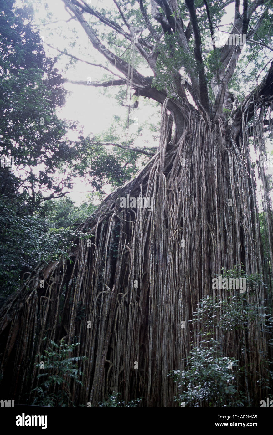 Spectacular fig tree hi-res stock photography and images - Alamy