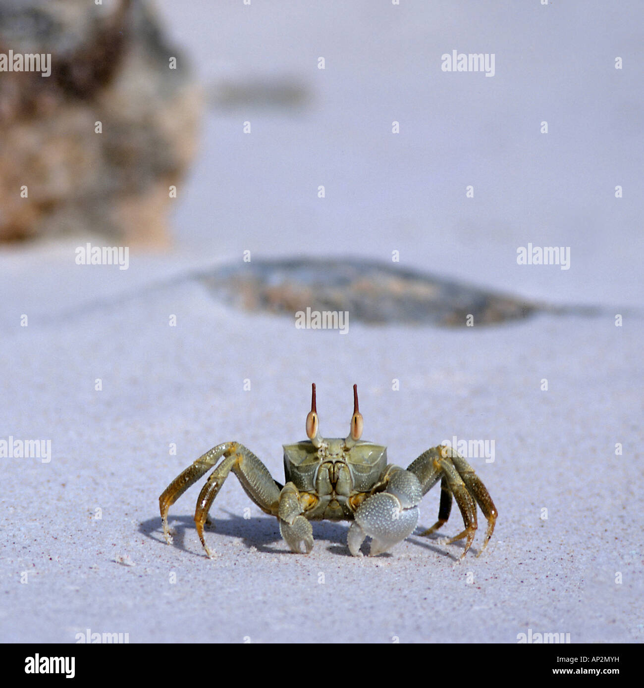 Ghost crab Ocypode ceratopthalma with eyes on stalks on sandy beach ...