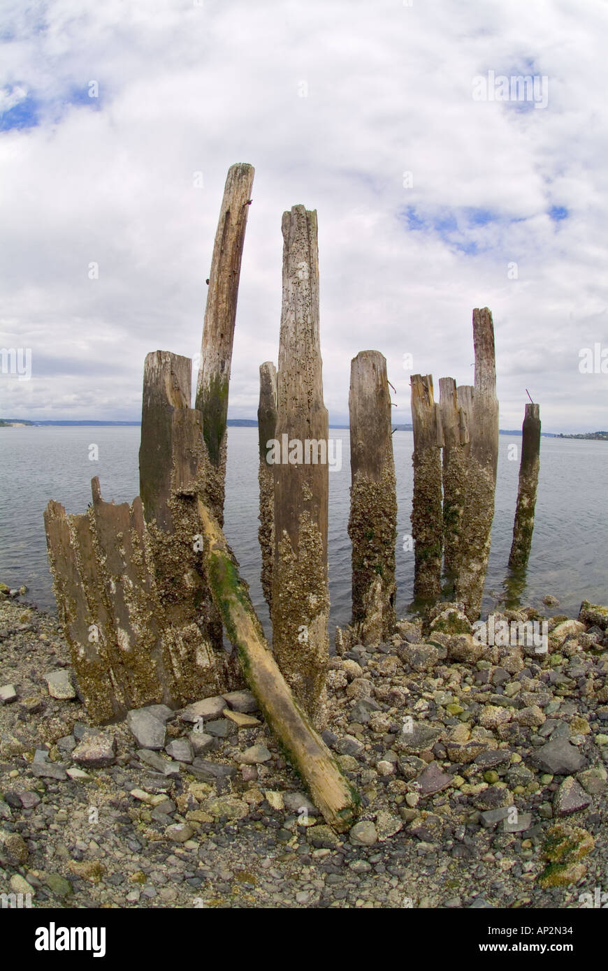 old wooden Dock Pilings on the shore of Commencement Bay of Puget Sound ...