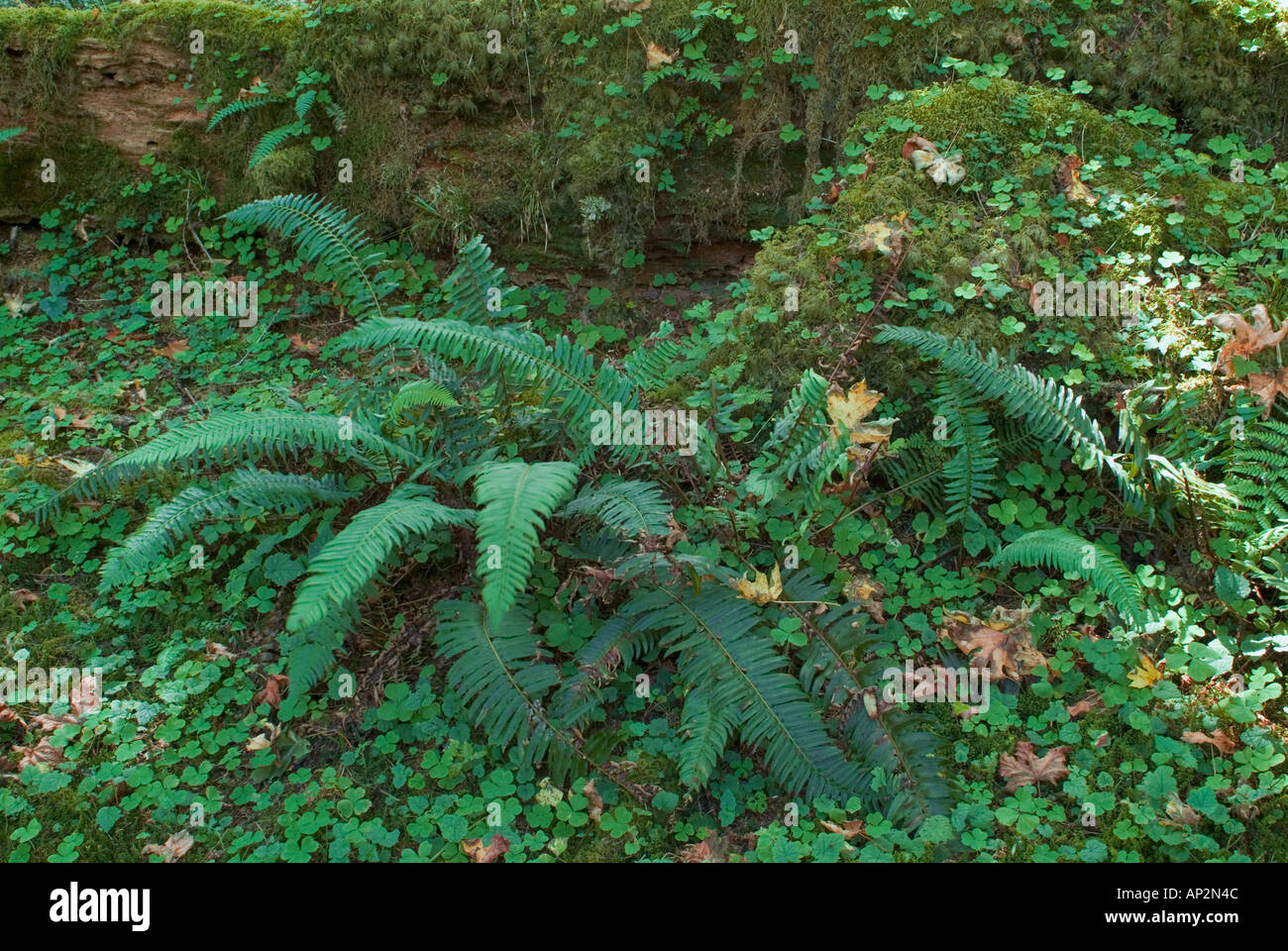 Hoh Rainforest Olympic National Park Washington State WA ferns Stock ...