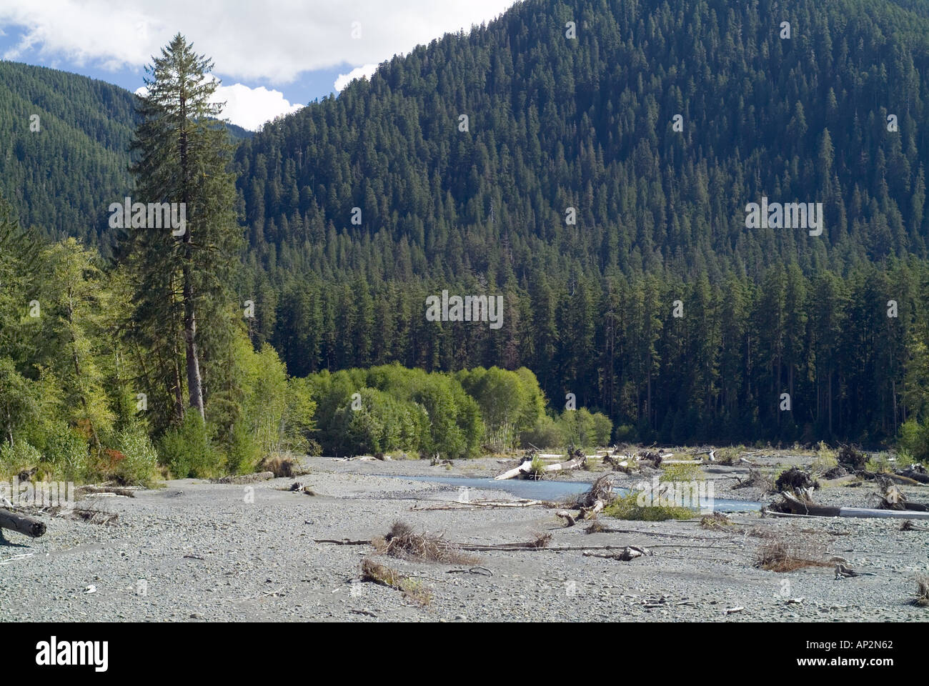 Hoh Rainforest Olympic National Park Washington State WA Stock Photo ...