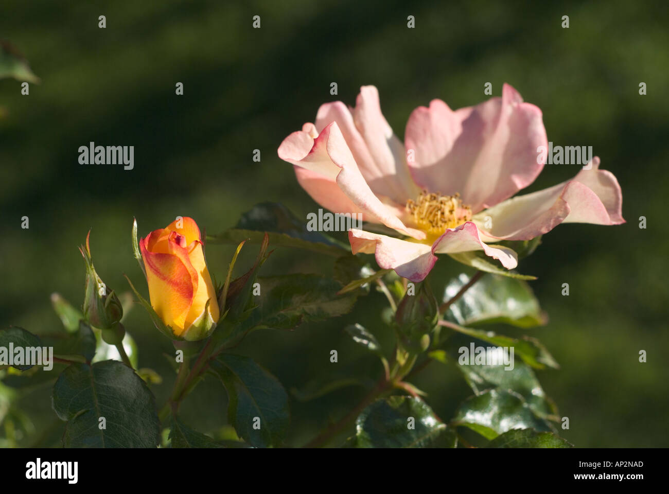 Flutterbye hi-res stock photography and images - Alamy