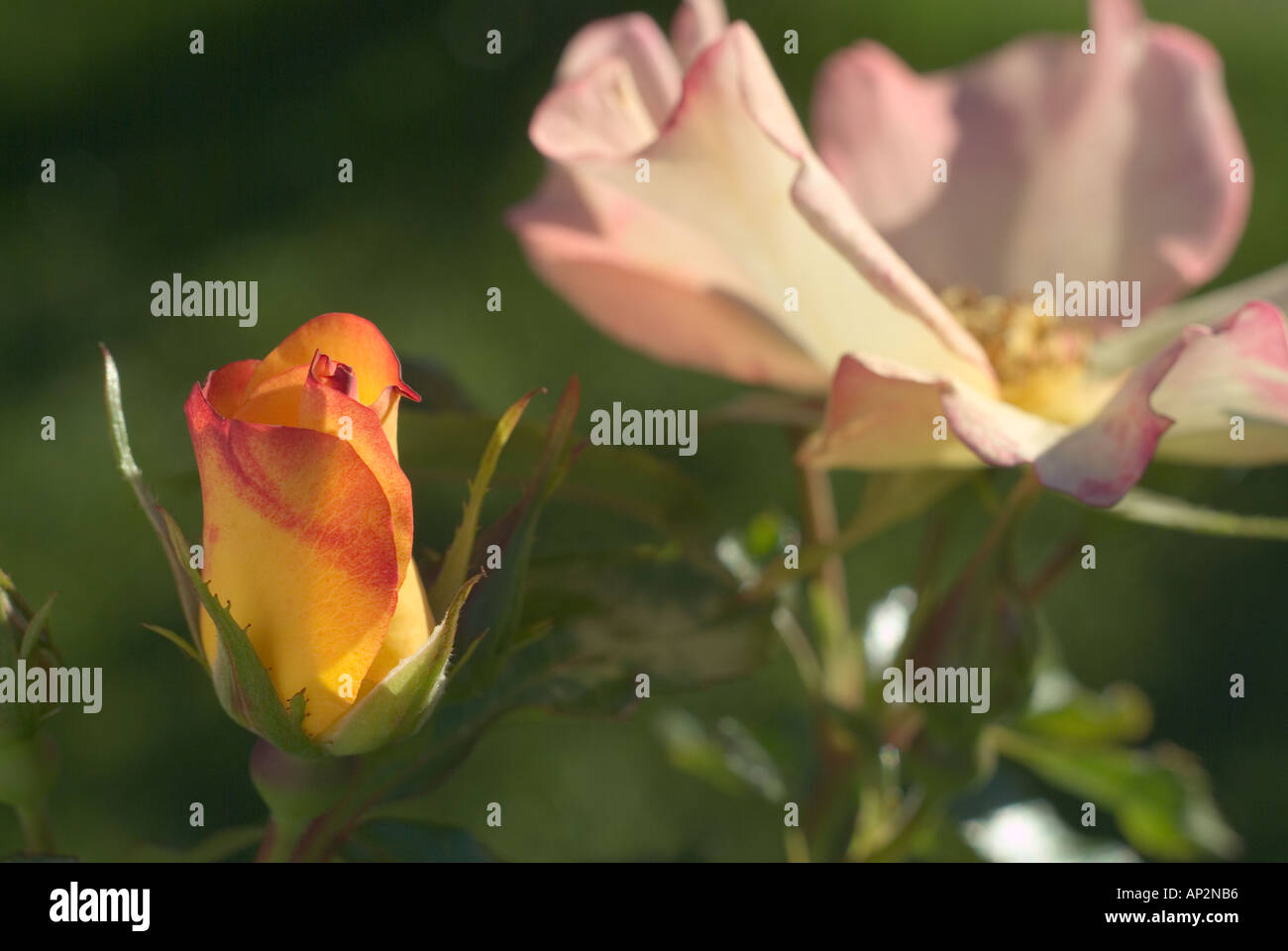 Flutterbye hi-res stock photography and images - Alamy